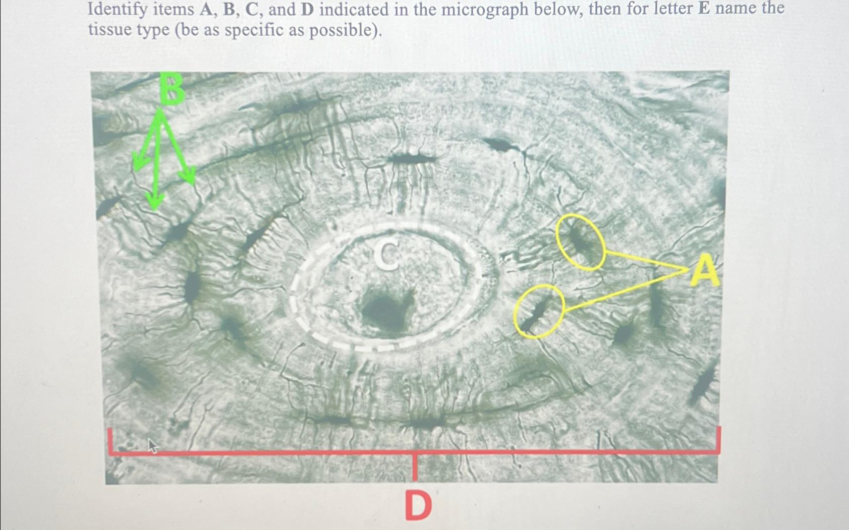 Solved Identify items A,B,C, ﻿and D ﻿indicated in the | Chegg.com