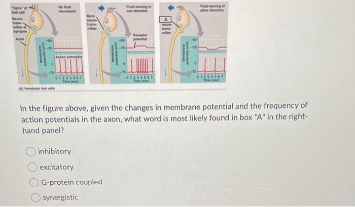 Solved In the figure above, given the changes in membrane | Chegg.com