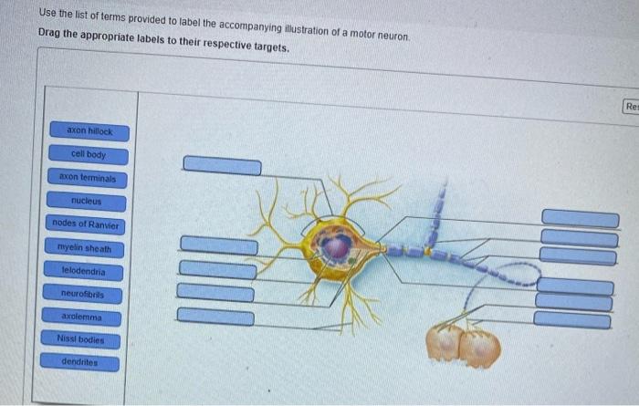 Solved Identify the nerve laheled 7 Use the list of terms | Chegg.com Solved Identify the nerve laheled 7 Use the list of terms | Chegg.com