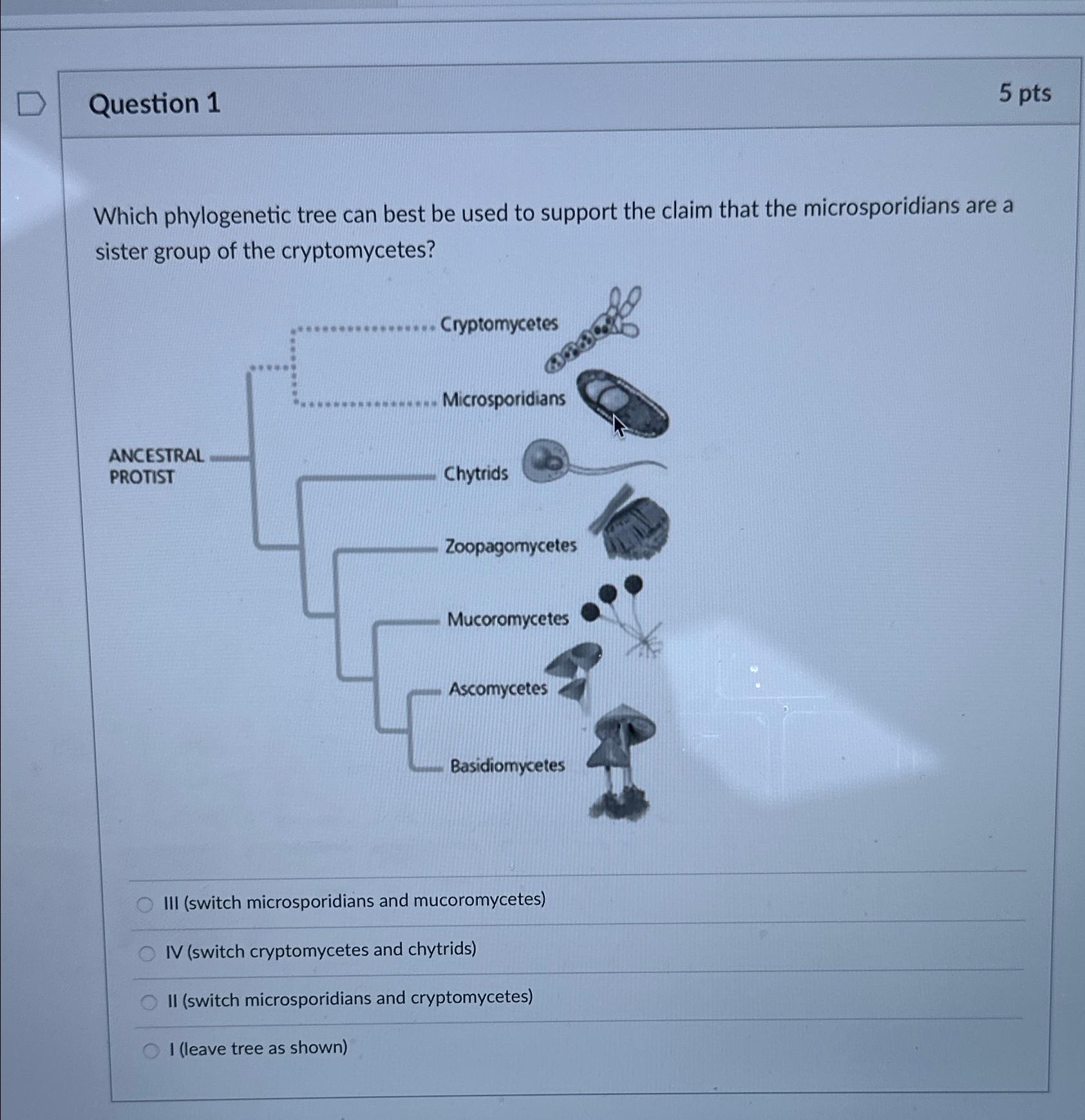 Solved Question 15 ﻿ptsWhich phylogenetic tree can best be | Chegg.com