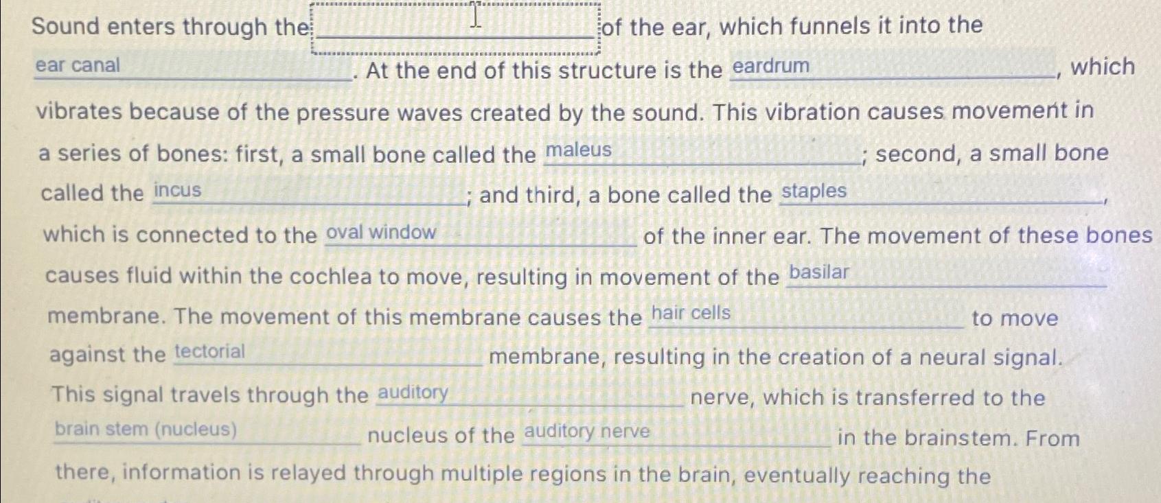 Solved Sound enters through theof the ear, which funnels it | Chegg.com