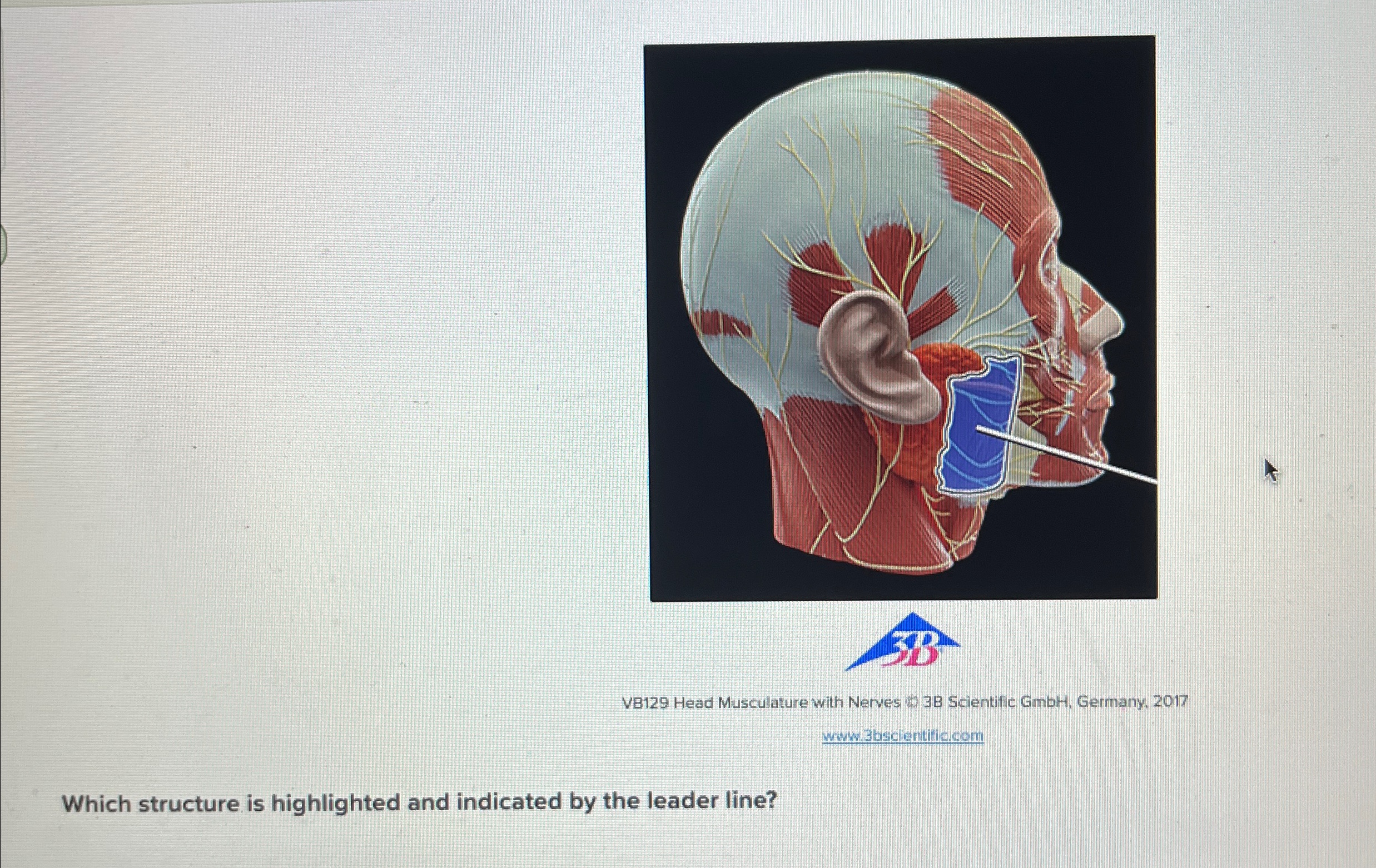 Solved VB129 ﻿Head Musculature with Nerves $38 ﻿Scientific | Chegg.com
