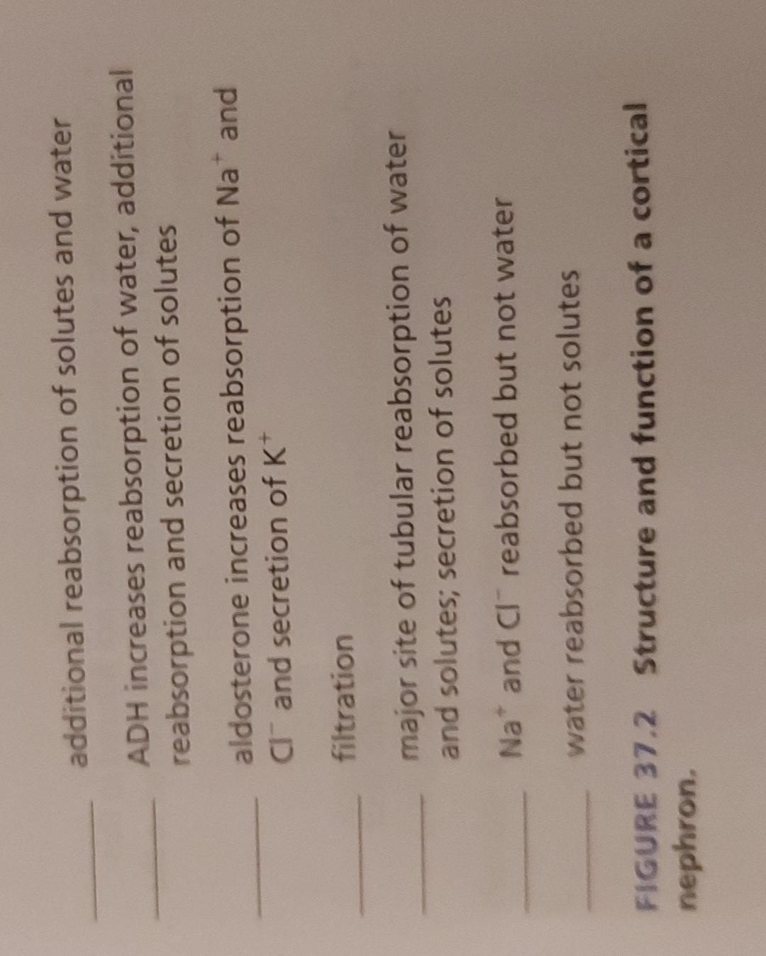 Solved additional reabsorption of solutes and water ADH | Chegg.com