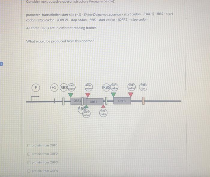 Solved Consider next putative operon structure (lmage is | Chegg.com