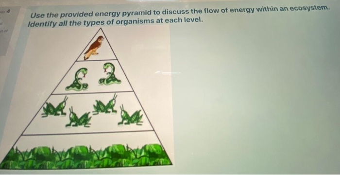 Grassland Energy Pyramid