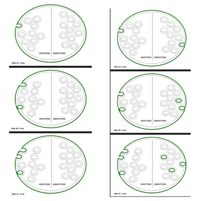 Solved Slides 4A-4C and Slides 5A-5C represent two models to | Chegg.com