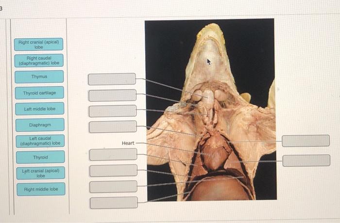 Solved 3 Right cranial (apical) lobe Right caudal | Chegg.com