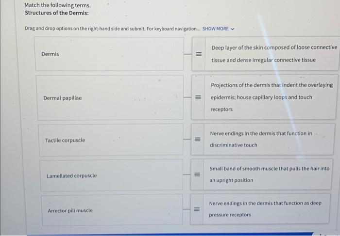 Solved Deep layer of the skin composed of loose connective | Chegg.com