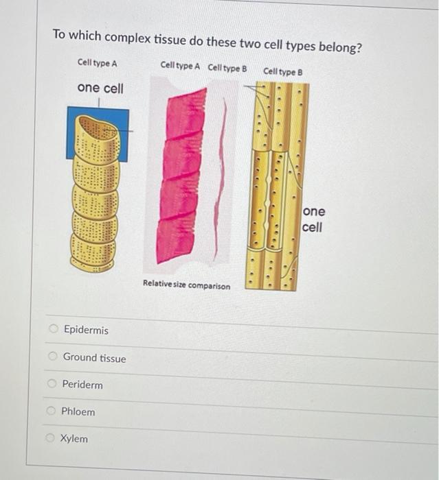 Solved To which complex tissue do these two cell types | Chegg.com