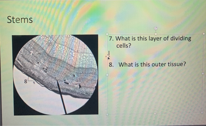 Stem Cross-section 1. Is this a monocot or eudicot | Chegg.com