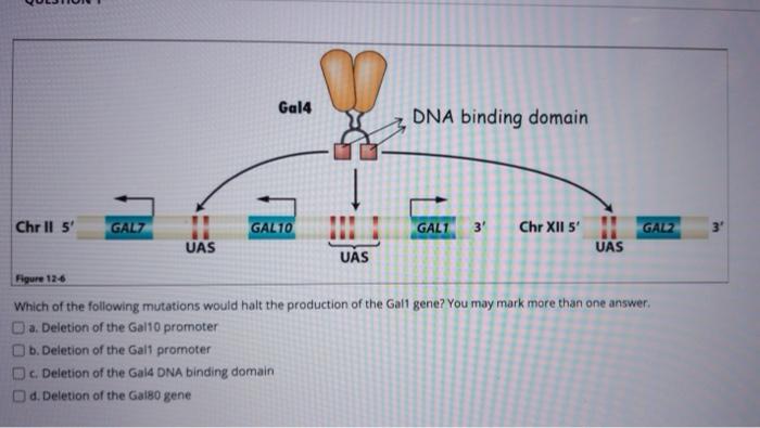 Solved Gal4 DNA binding domain Chr Il 5 GALZ GAL10 GAL1 3 | Chegg.com