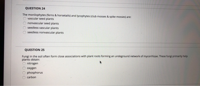 Solved QUESTION 24 ЁО ООО The monilophytes (ferns & | Chegg.com