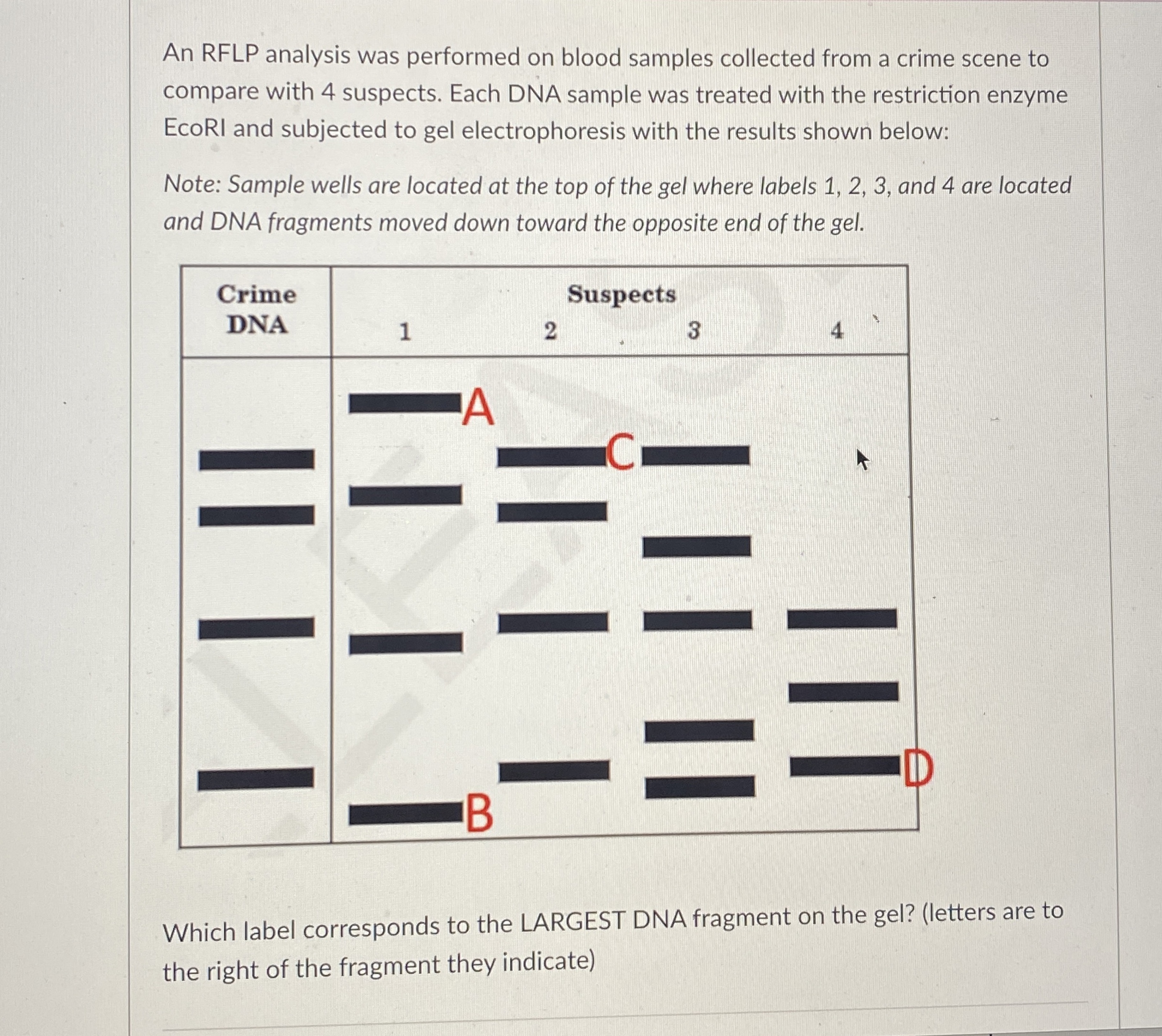 Solved An RFLP analysis was performed on blood samples | Chegg.com