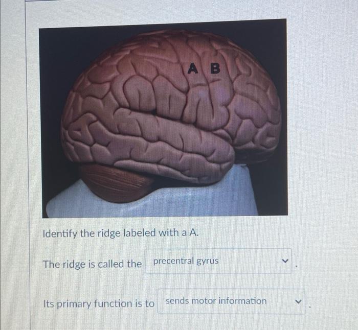 Solved А в Identify the ridge labeled with a A.
