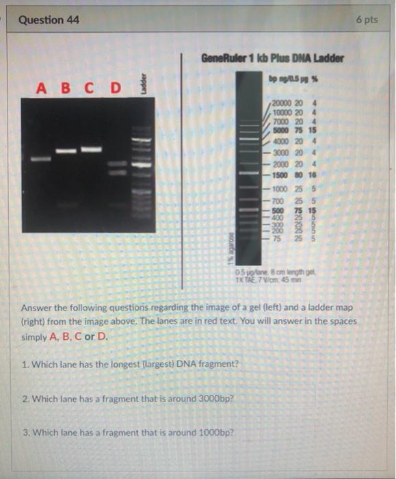 Solved Question 44 6 pts GeneRuler 1 kb Plus DNA Ladder bp | Chegg.com