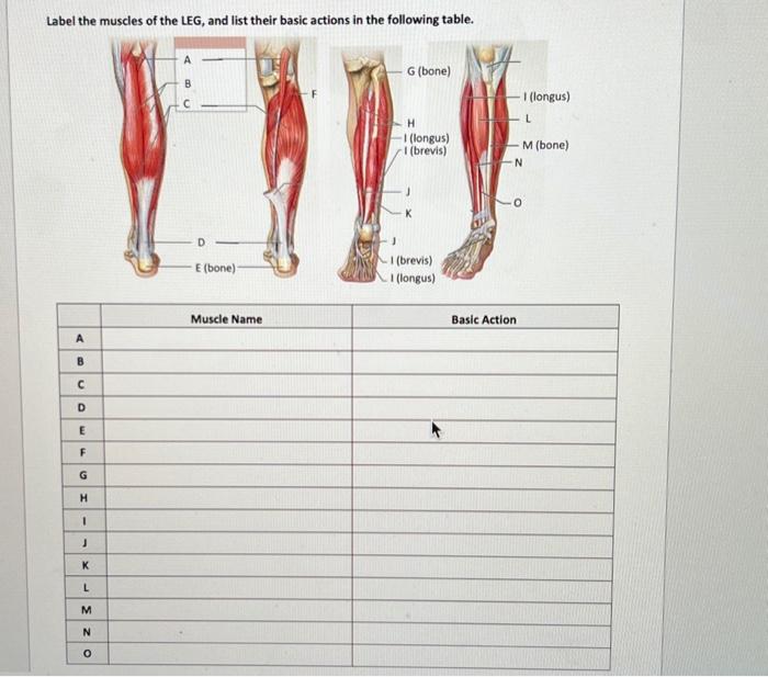 Label the muscles of the posterior hip and thigh, and | Chegg.com
