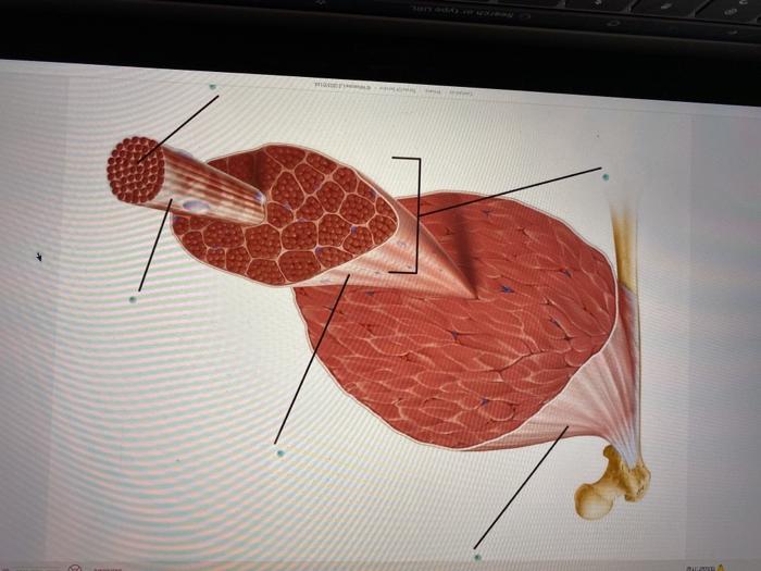 Solved label the connective tissues using the terms | Chegg.com Solved label the connective tissues using the terms | Chegg.com