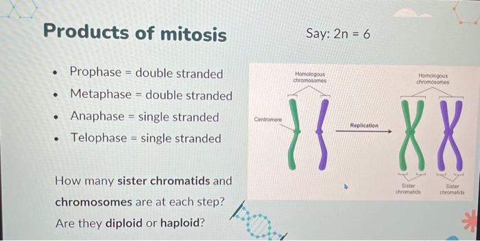 Solved Products of mitosis Say: 2n=6 - Prophase = double | Chegg.com