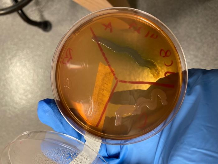 Sab-dex plate mo unknown A - lots or growth - rased - | Chegg.com