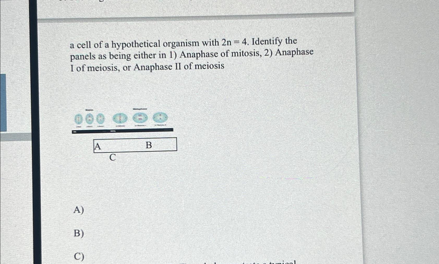 Solved a cell of a hypothetical organism with 2n=4. | Chegg.com