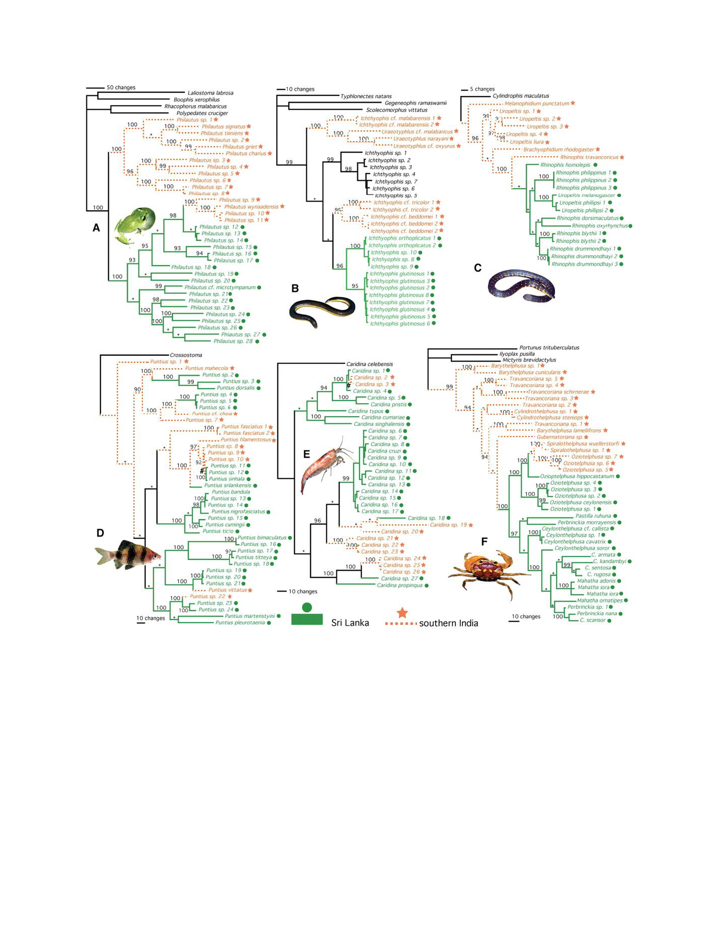 Solved These trees for six different groups of organisms for | Chegg.com