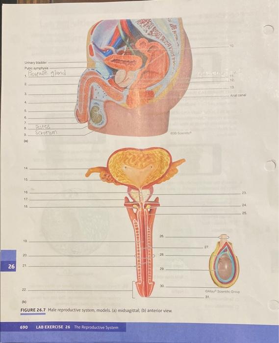 14. i5 16. 23 17. 10. 24 25 20. 21 22 (b) FIGURE 26.7 | Chegg.com