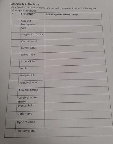 Solved Lab Activity 4: The BrainUsing Eversise 17 ﻿in your | Chegg.com