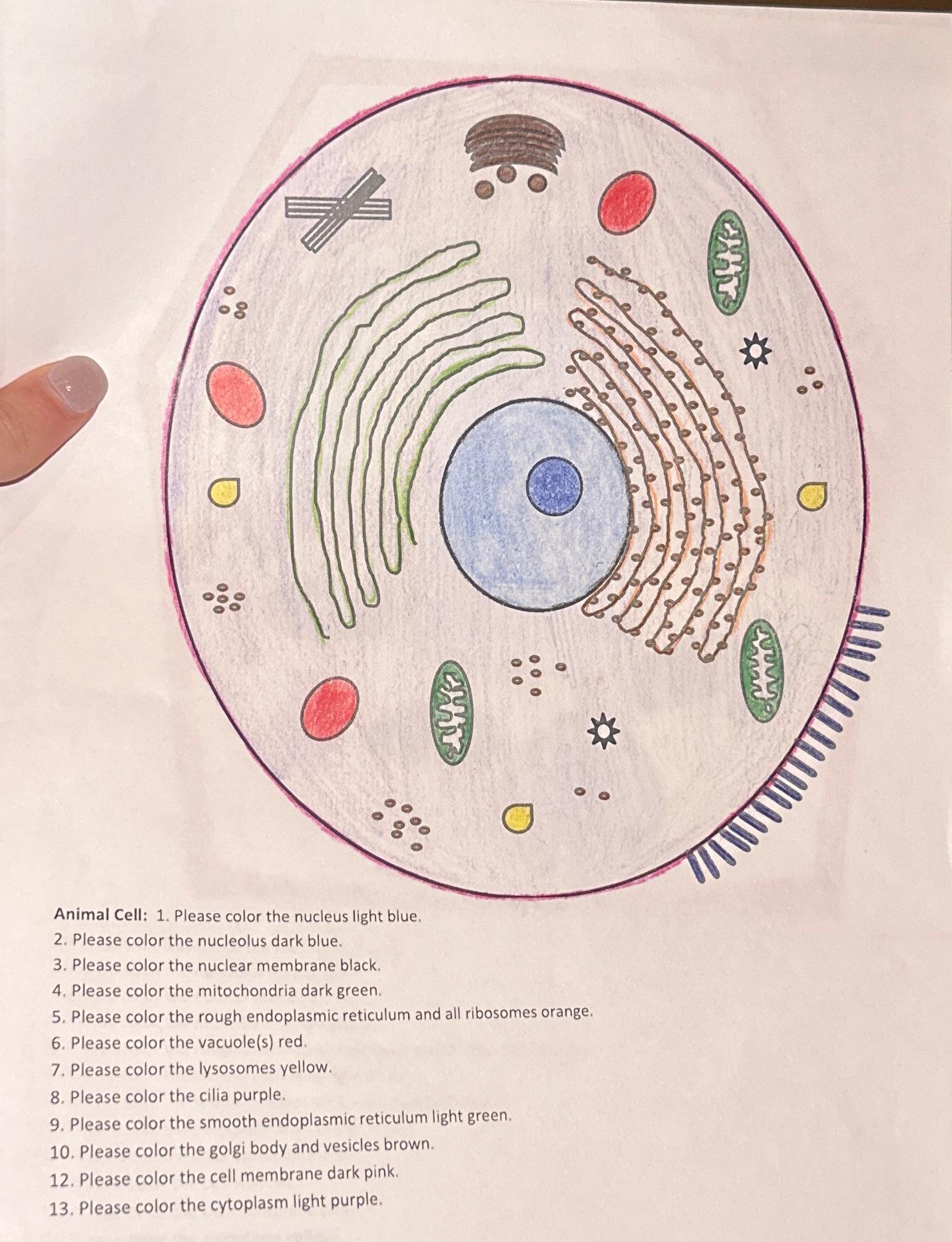 Solved Animal Cell: 1. ﻿Please color the nucleus light | Chegg.com