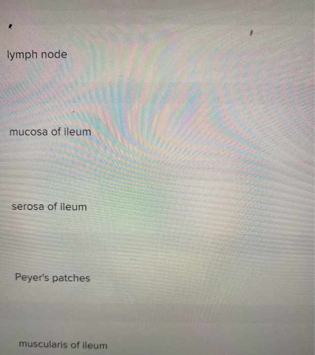 Solved Whats highlighted?dorsal artery, lateral malleolar | Chegg.com