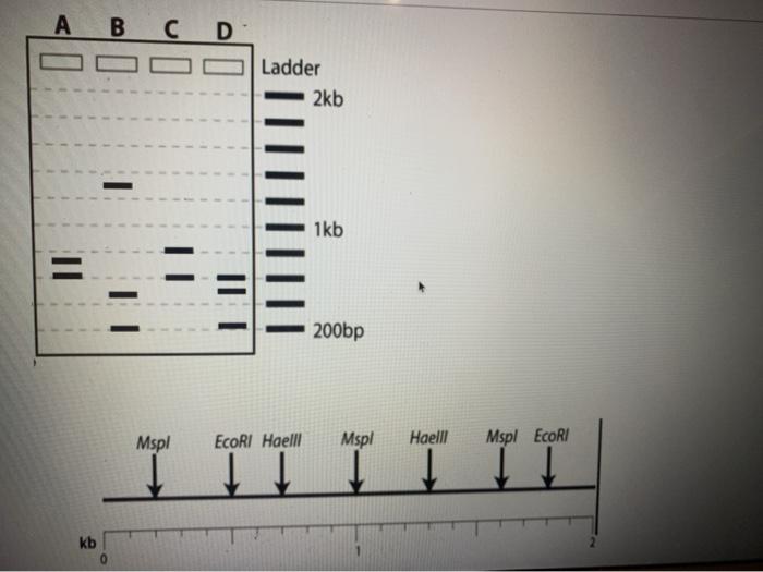 Solved А В C D . I Ladder 2kb 1kb IT 200bp Mspl EcoRI | Chegg.com