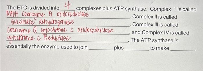 Solved The ETC is divided into 4 complexes plus ATP | Chegg.com