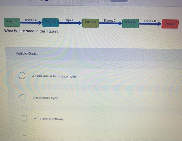 Solved Substrate Enzyme A Substrate Enzyme 8 Enzyme C | Chegg.com