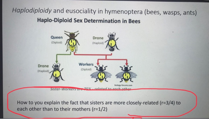 Solved Haplodiploidy and eusociality in hymenoptera (bees, | Chegg.com