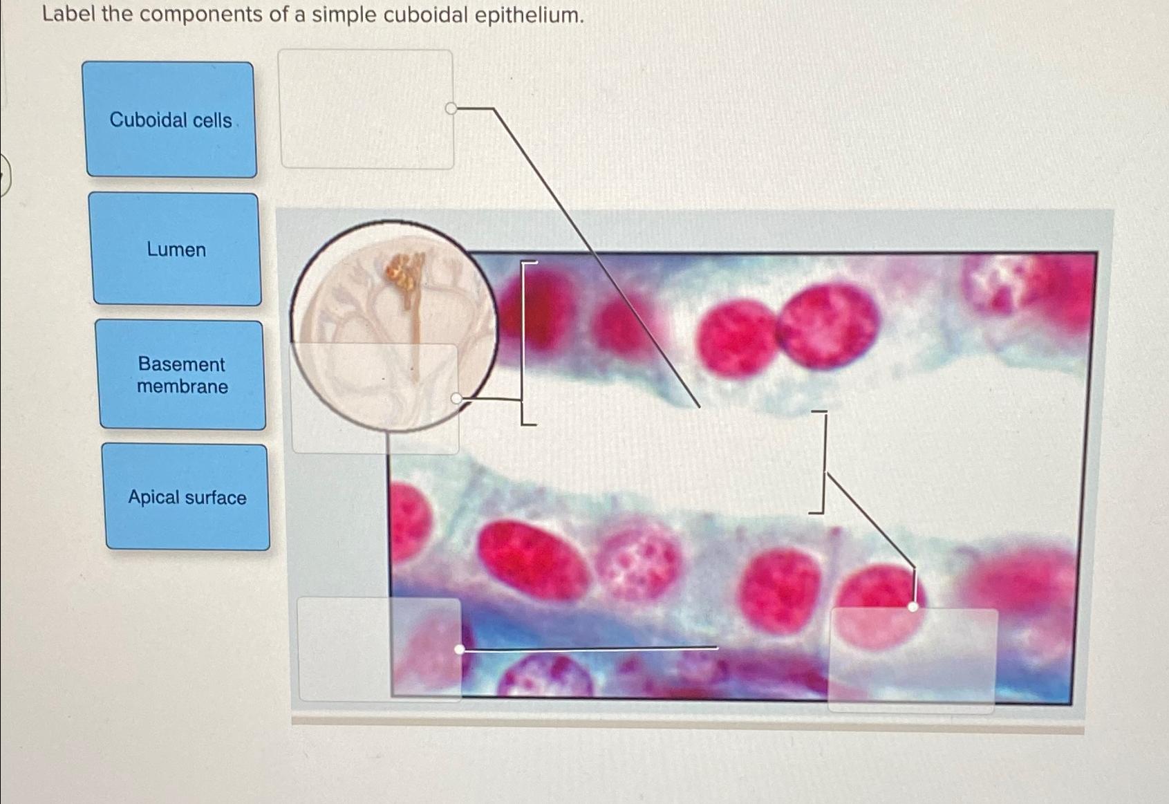 Solved Label the components of a simple cuboidal epithelium. | Chegg.com