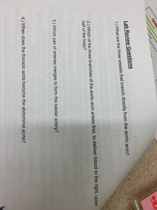 Solved Lab Review Questions 1.) What are the three vessels | Chegg.com
