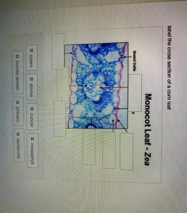 Solved label the cross section of a corn leaf Monocot Leaf - | Chegg.com