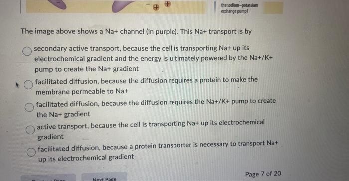 Solved The image above shows a Na+ channel (in purple). This | Chegg.com