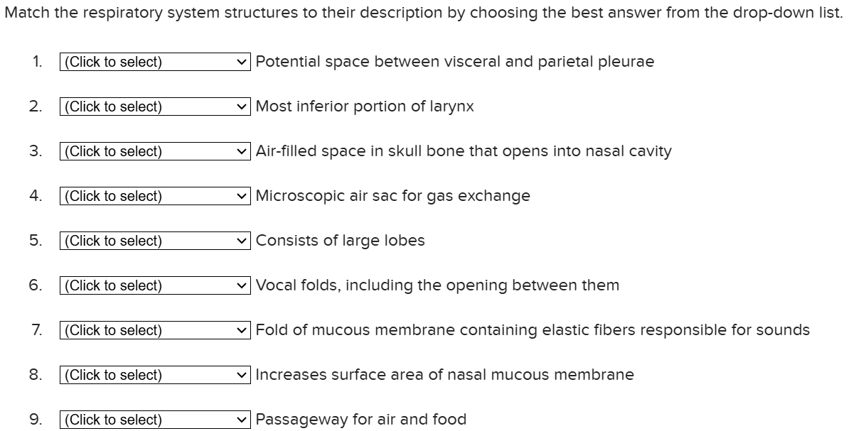 Solved Match the respiratory system structures to their | Chegg.com