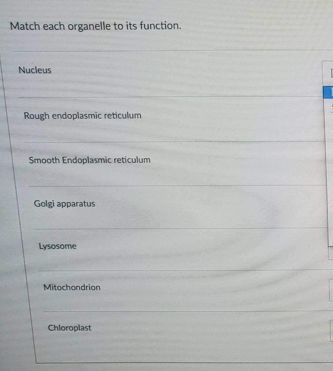 Solved Match each organelle to its function. Nucleus Rough | Chegg.com