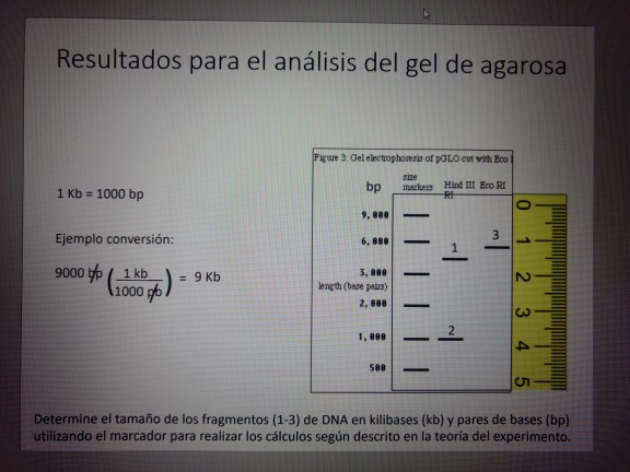 Solved Determine the size of the fragments (1-3) of DNA in | Chegg.com