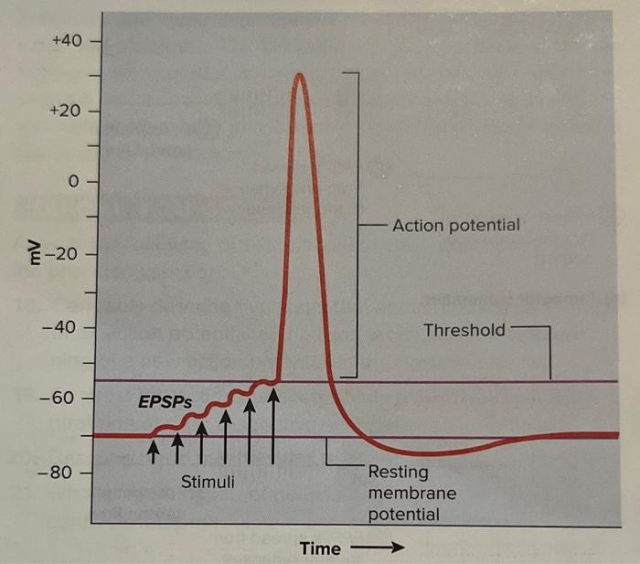 Solved Does this represent spatial or temporal summation? | Chegg.com