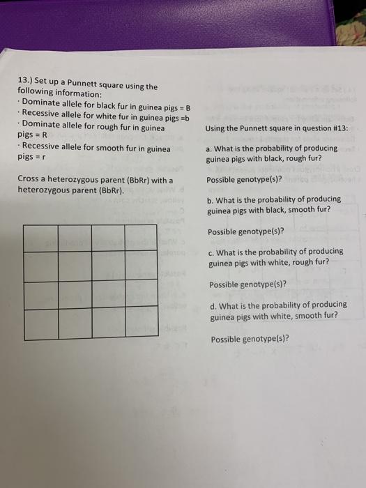 Solved 13.) Set up a Punnett square using the following | Chegg.com
