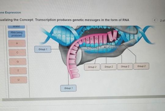 Solved Visualizing the Concept: Transcription produces | Chegg.com