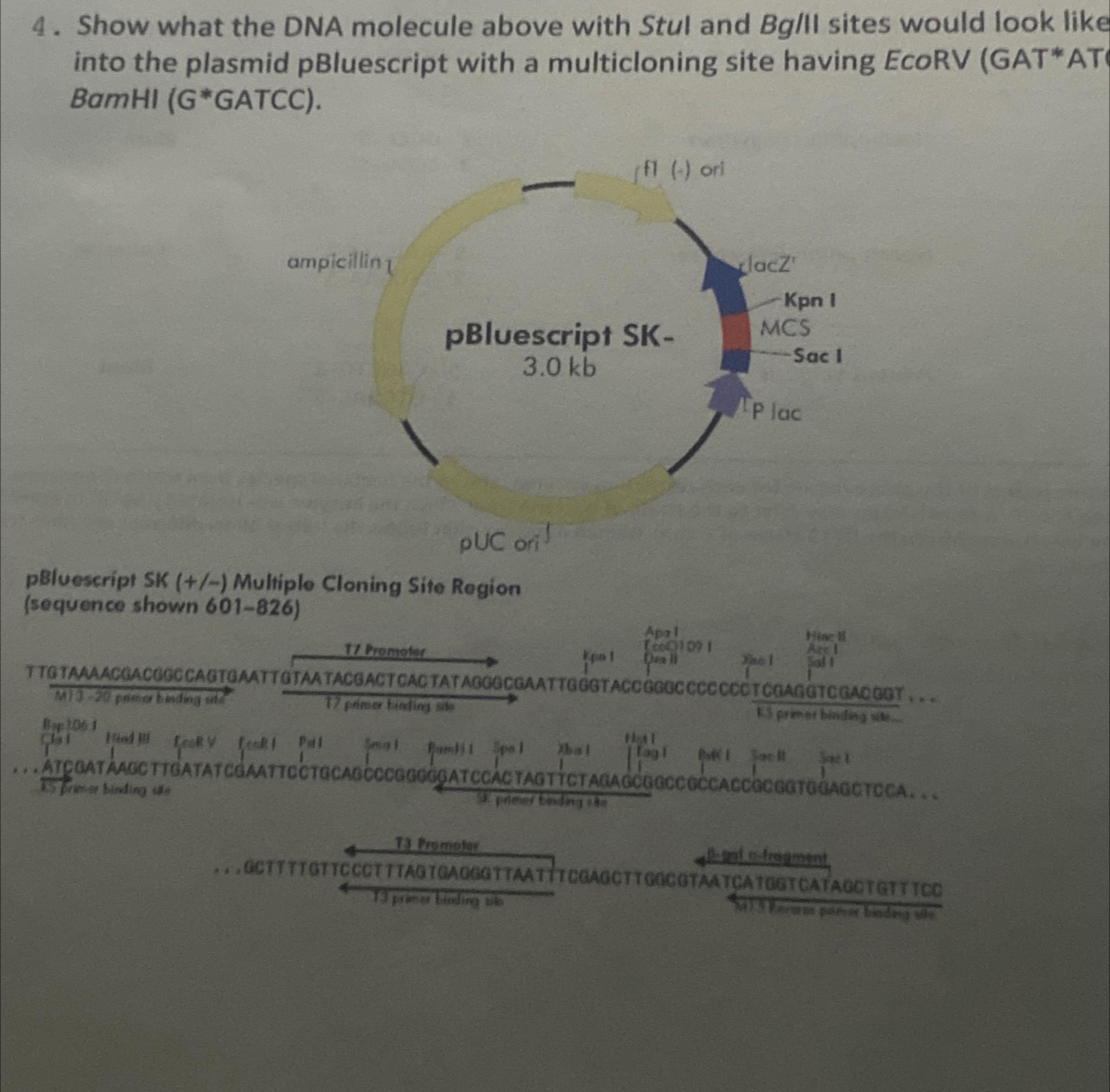 Solved Show what the DNA molecule above with Stul and Bg/II | Chegg.com