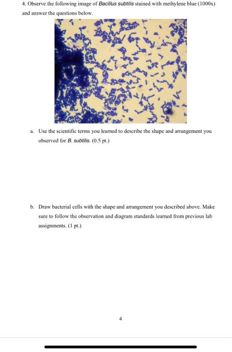 Solved Name: Class Section: Date: SIMPLE STAINING OBJECTIVES | Chegg.com