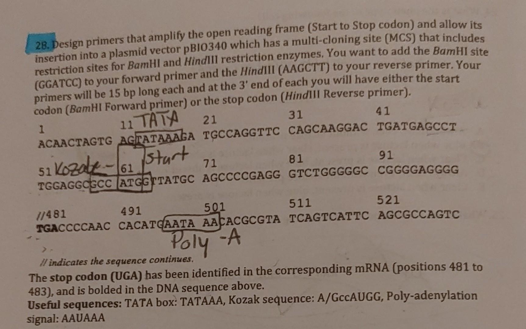 Solved a 28. Design primers that amplify the open reading | Chegg.com