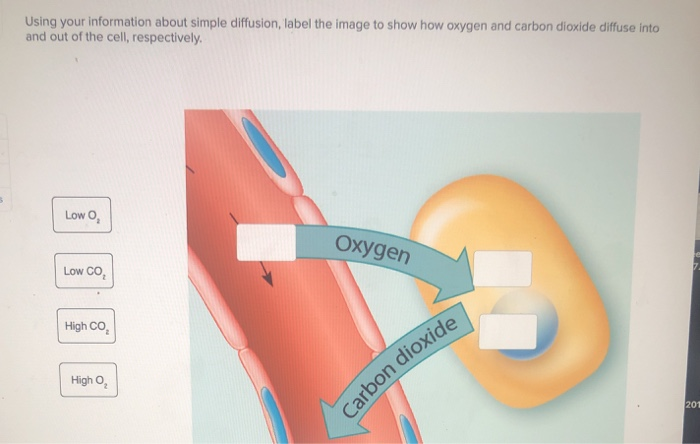 Solved Microtubules Cell membrane Microfilaments Golgi | Chegg.com