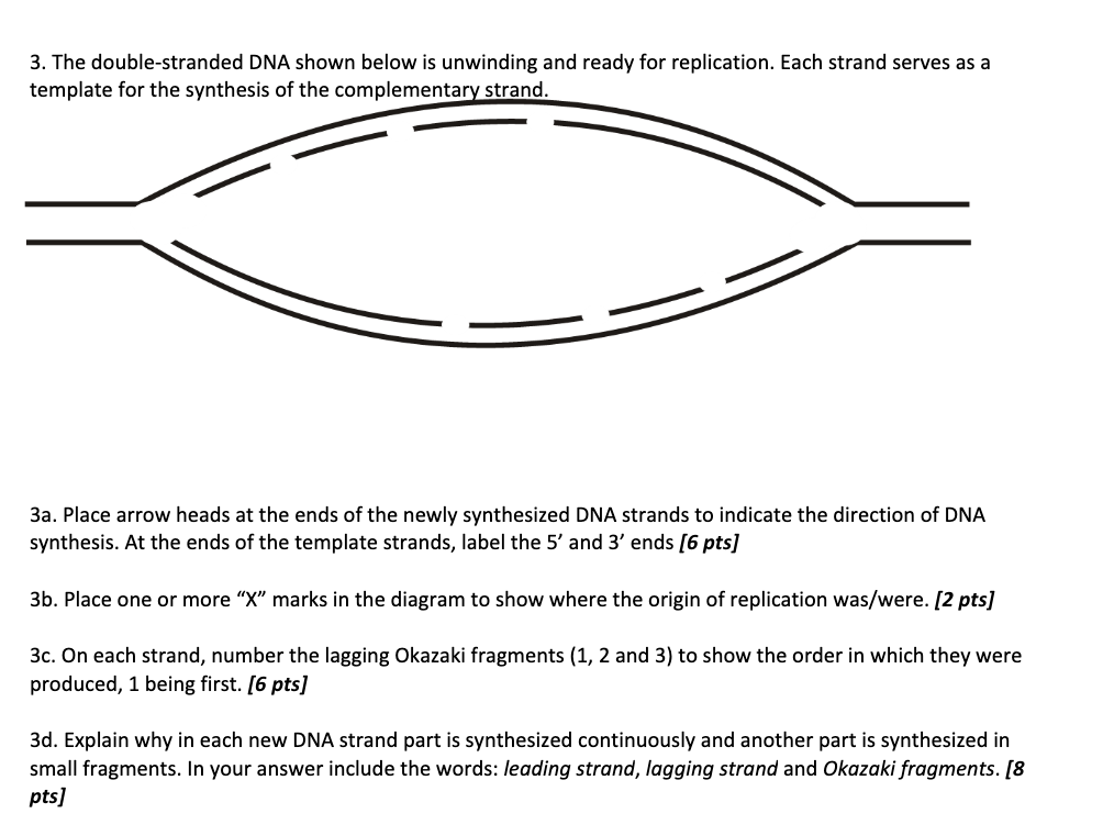 3a. ﻿Place arrow heads at ﻿the ends of ﻿the newly | Chegg.com