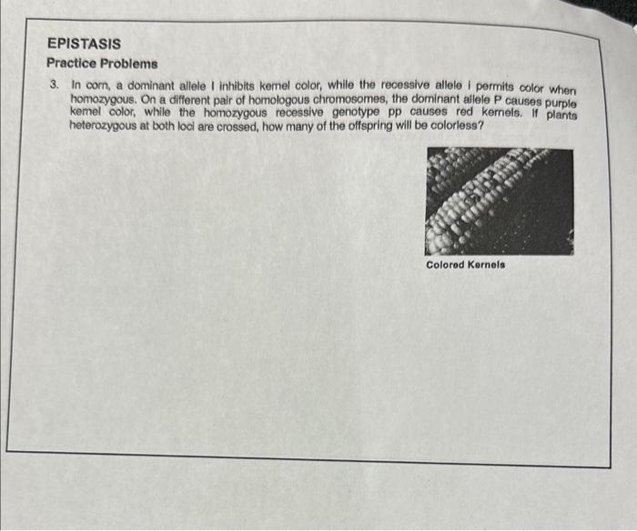 Solved Practice Problems 3. In corn, a dominant allele I | Chegg.com