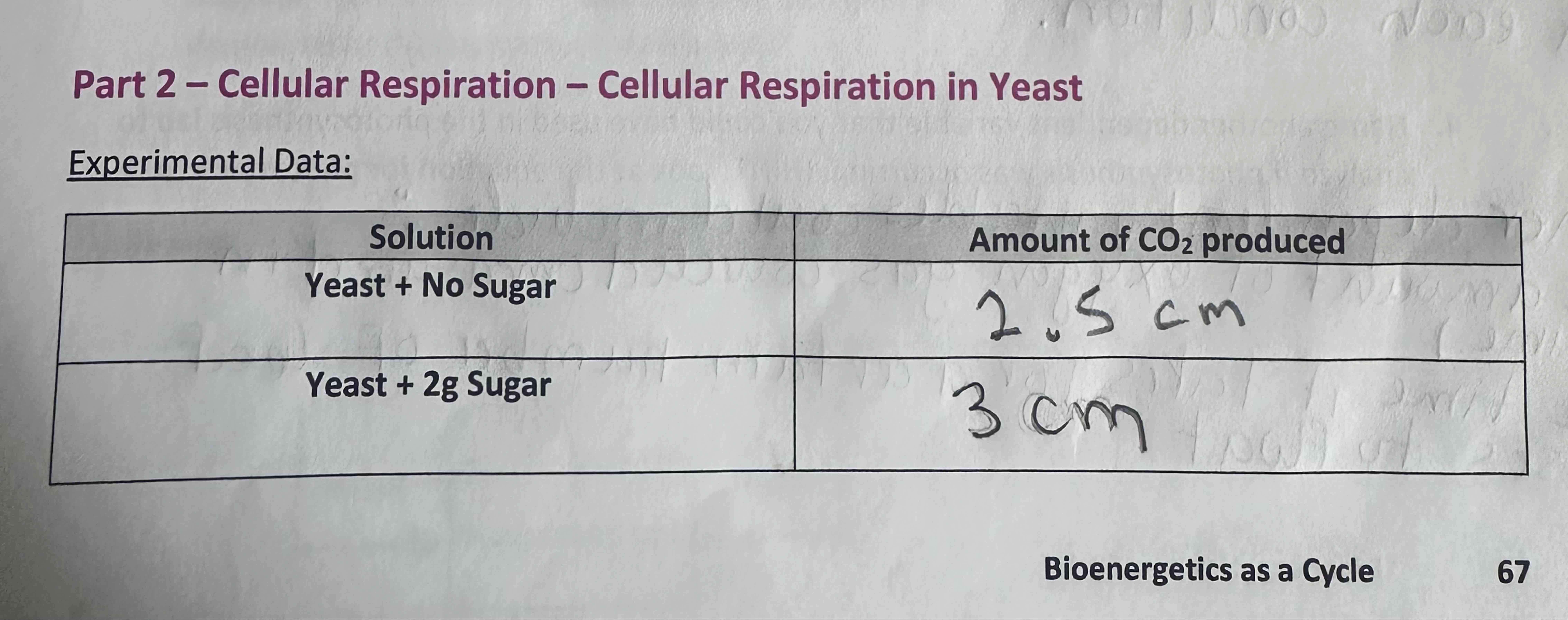Part 2 - ﻿Cellular Respiration - ﻿Cellular | Chegg.com